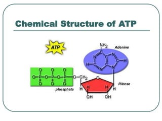 Cellular Respiration.ppt