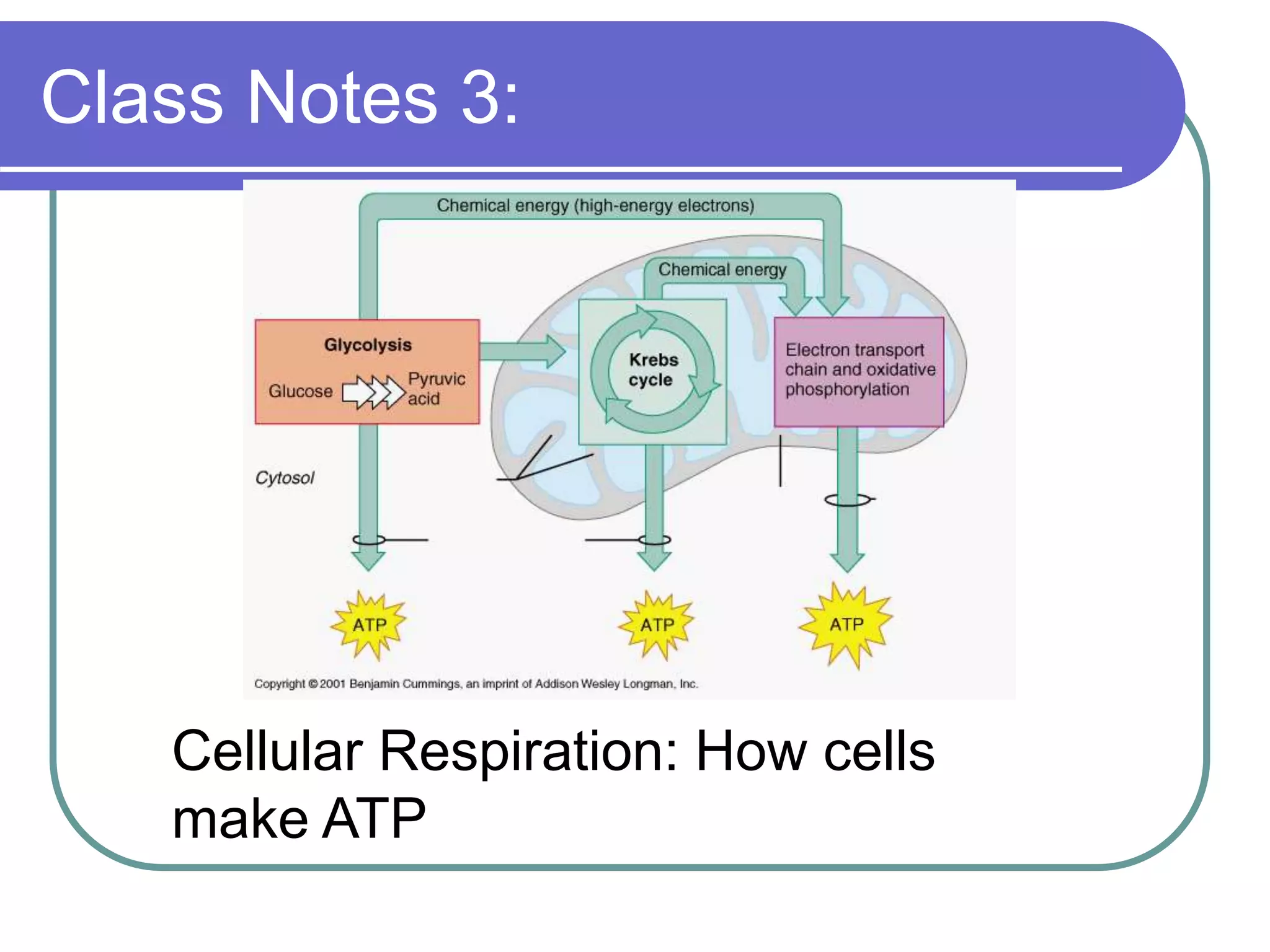 cellular_respiration.ppt