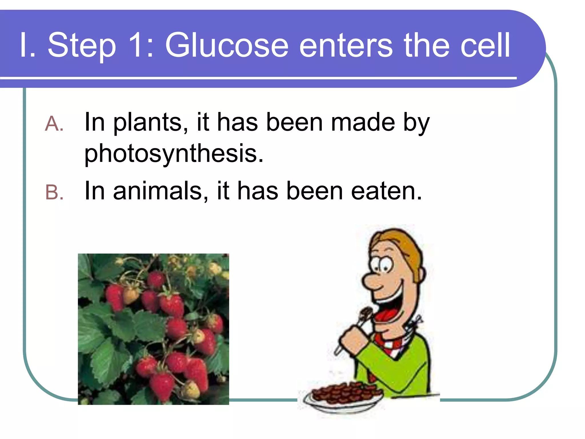 cellular_respiration.ppt