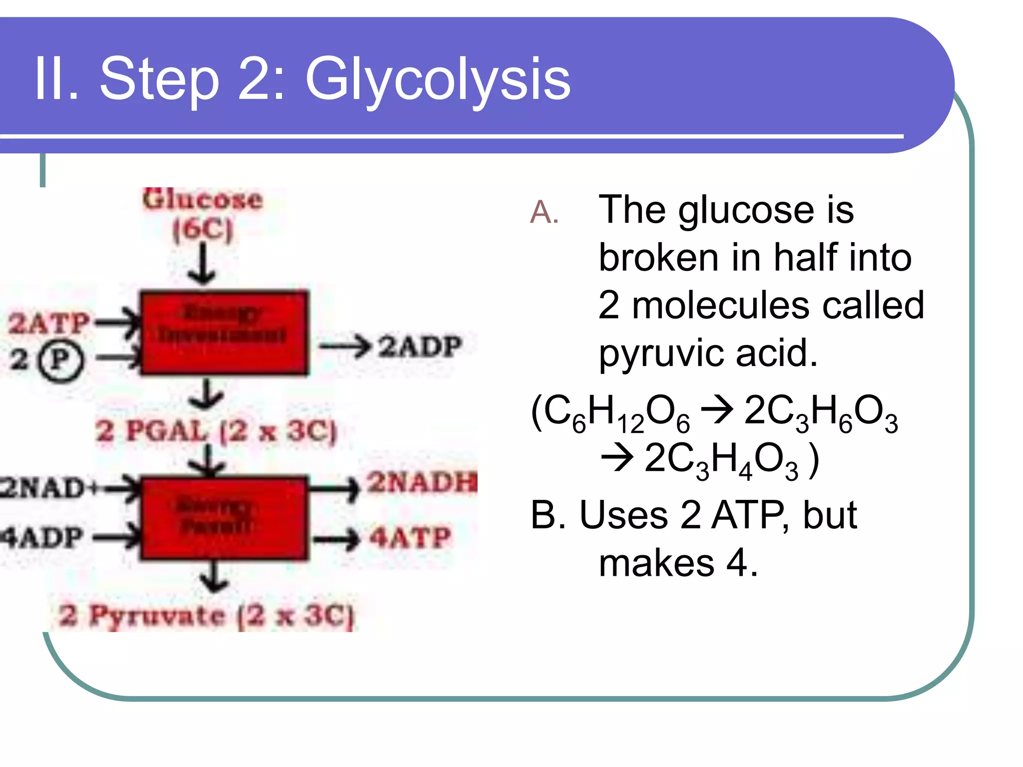 cellular_respiration.ppt