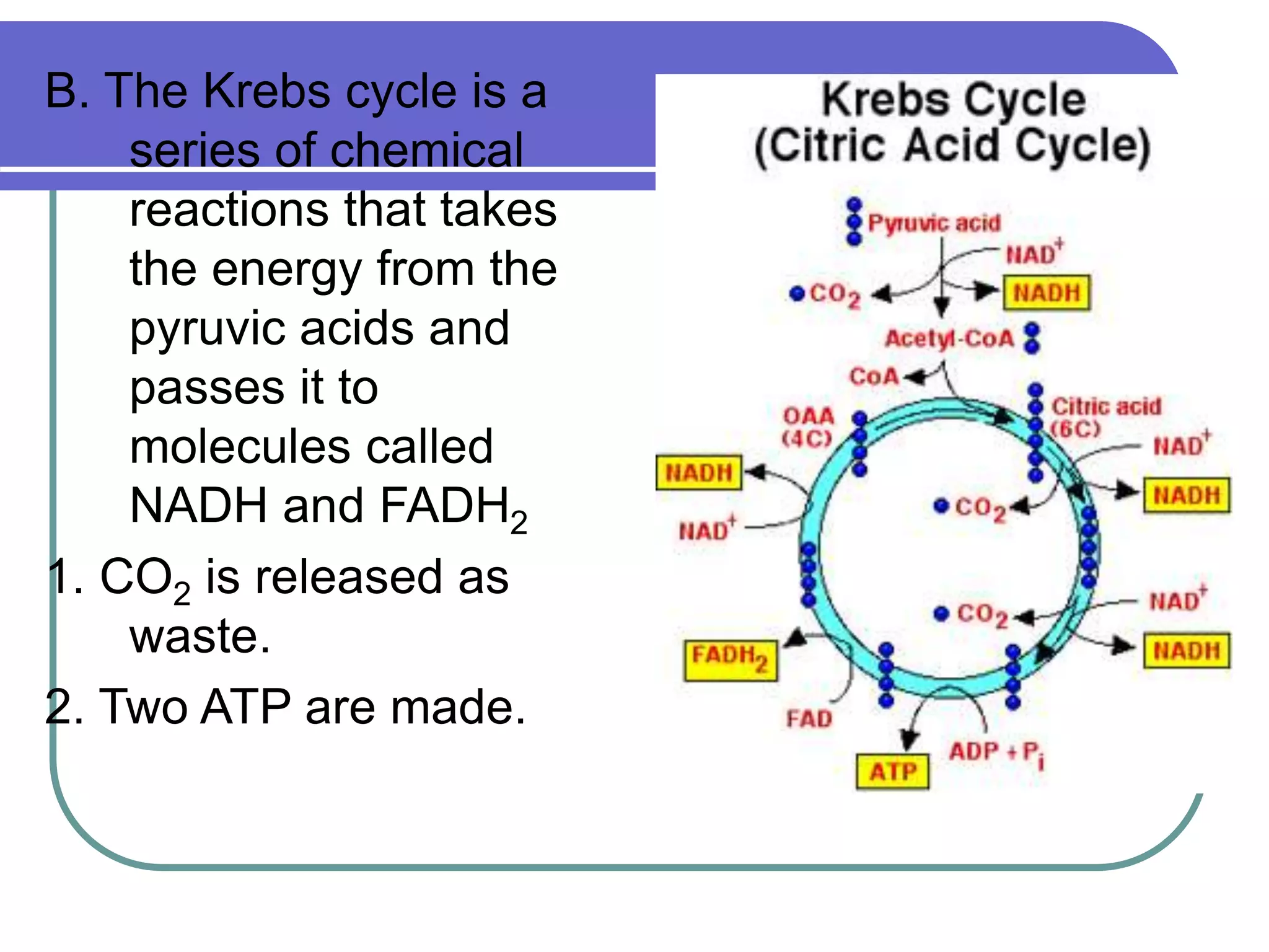 cellular_respiration.ppt