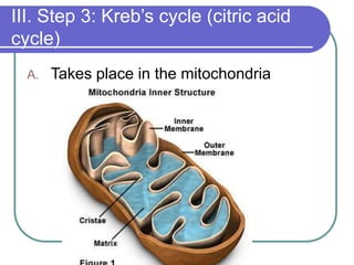 cellular_respiration.ppt