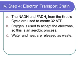cellular_respiration.ppt