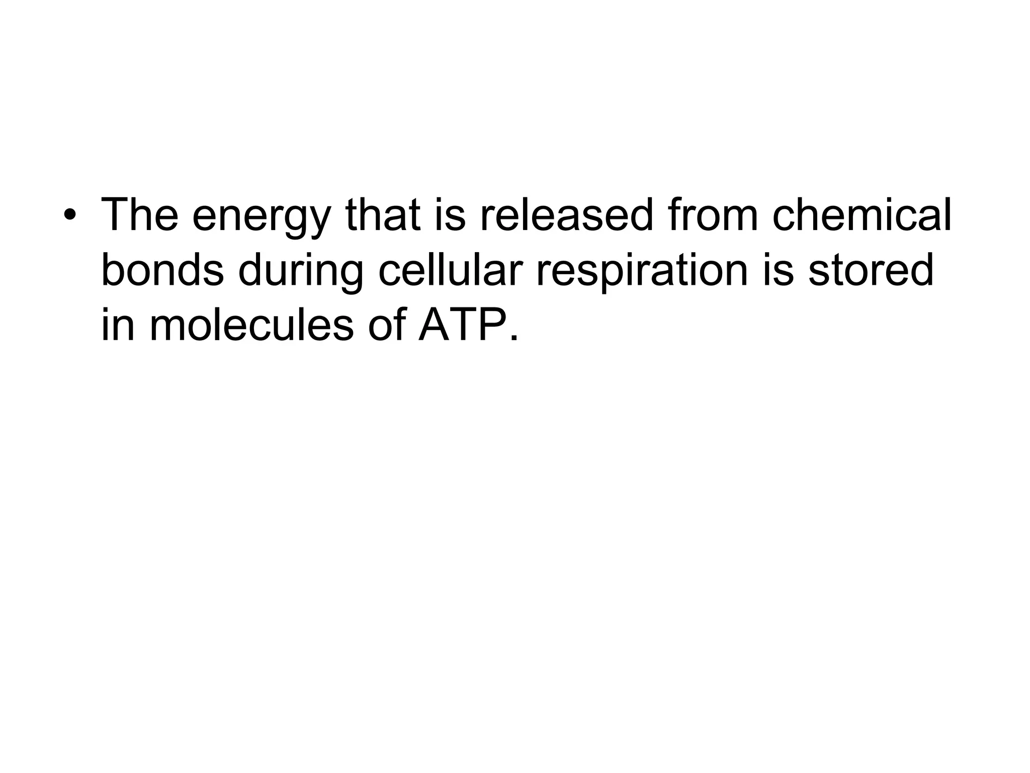 Cellular_Respiration.ppt