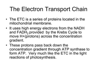 Cellular_Respiration.ppt