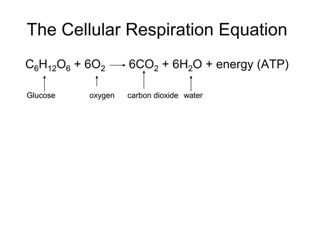 Cellular_Respiration.ppt