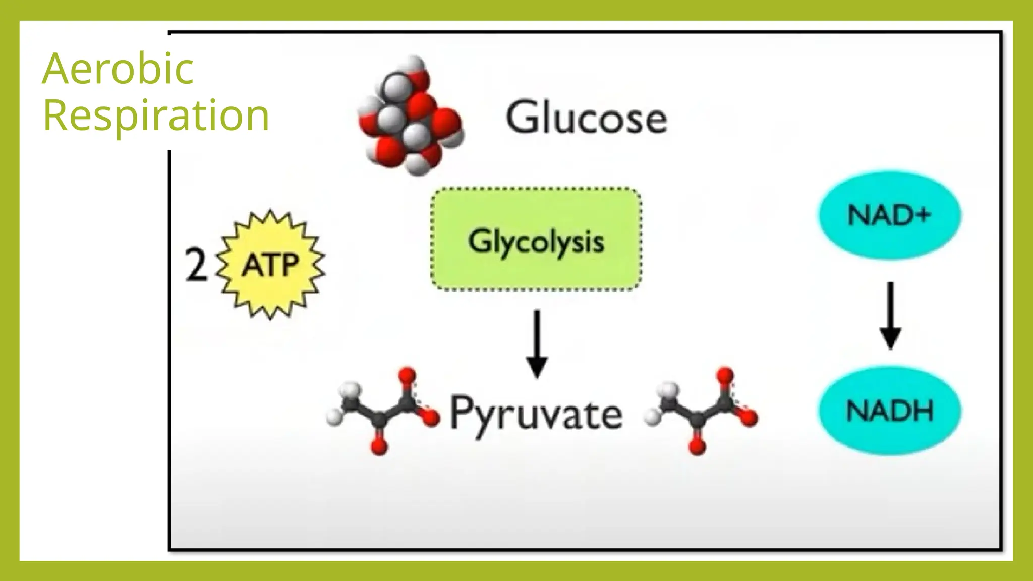 Types of Cellular Respiration, Biochemistry | PPTX