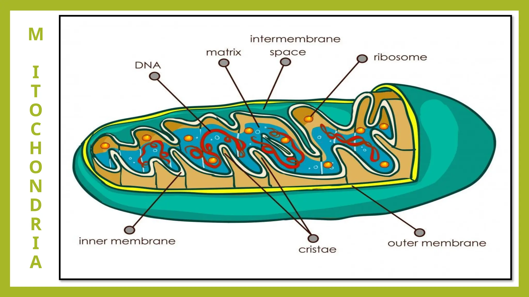 Types of Cellular Respiration, Biochemistry | PPTX