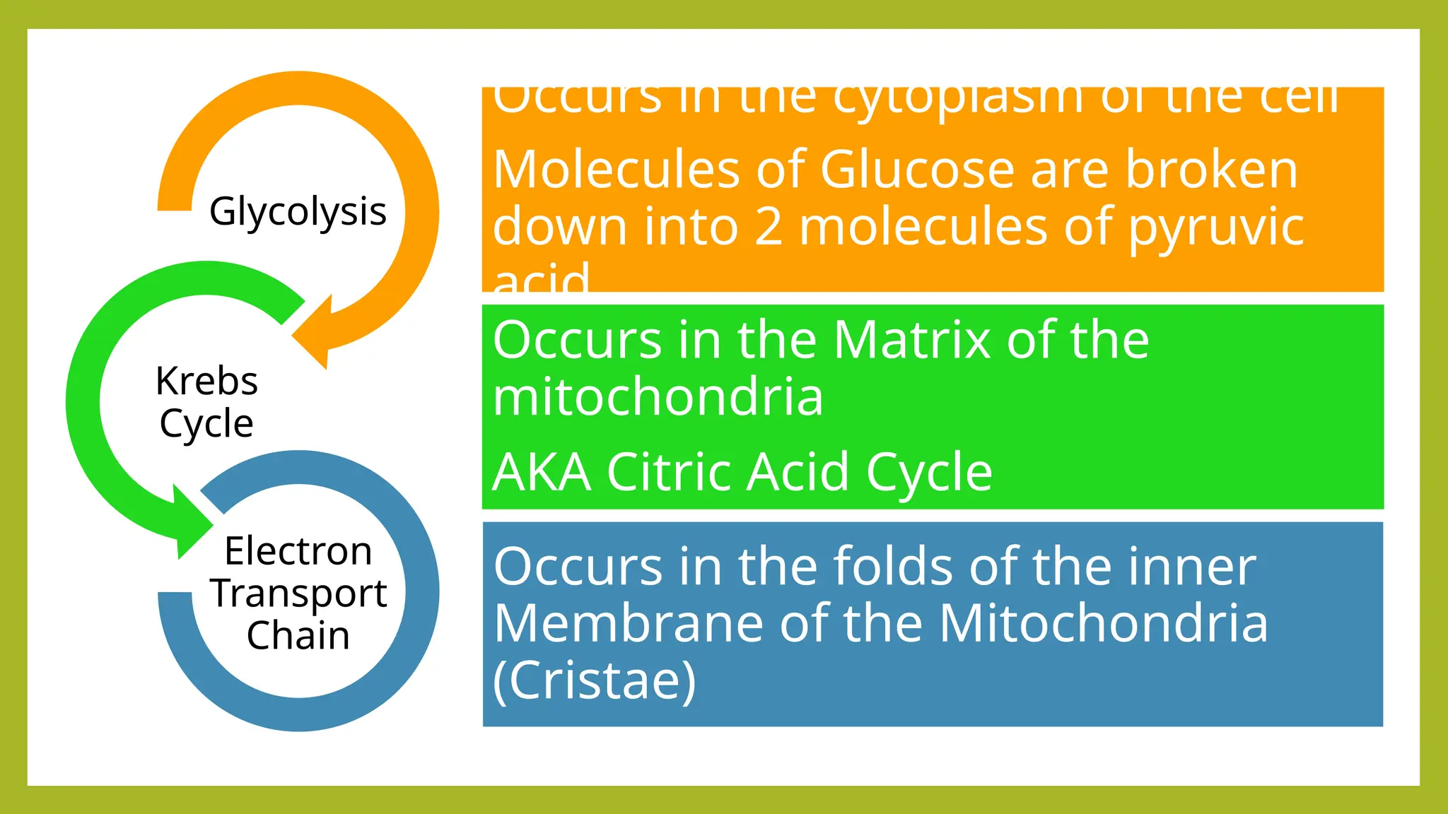 Types of Cellular Respiration, Biochemistry | PPTX