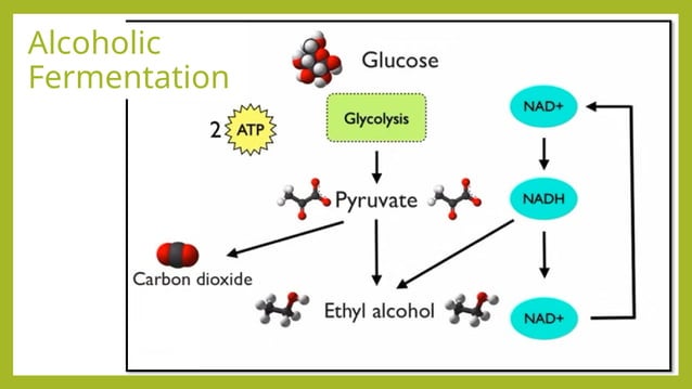 Types of Cellular Respiration, Biochemistry | PPTX