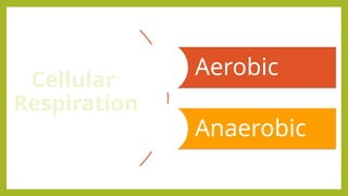 Types of Cellular Respiration, Biochemistry | PPTX