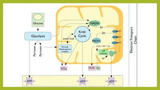 Types of Cellular Respiration, Biochemistry | PPTX