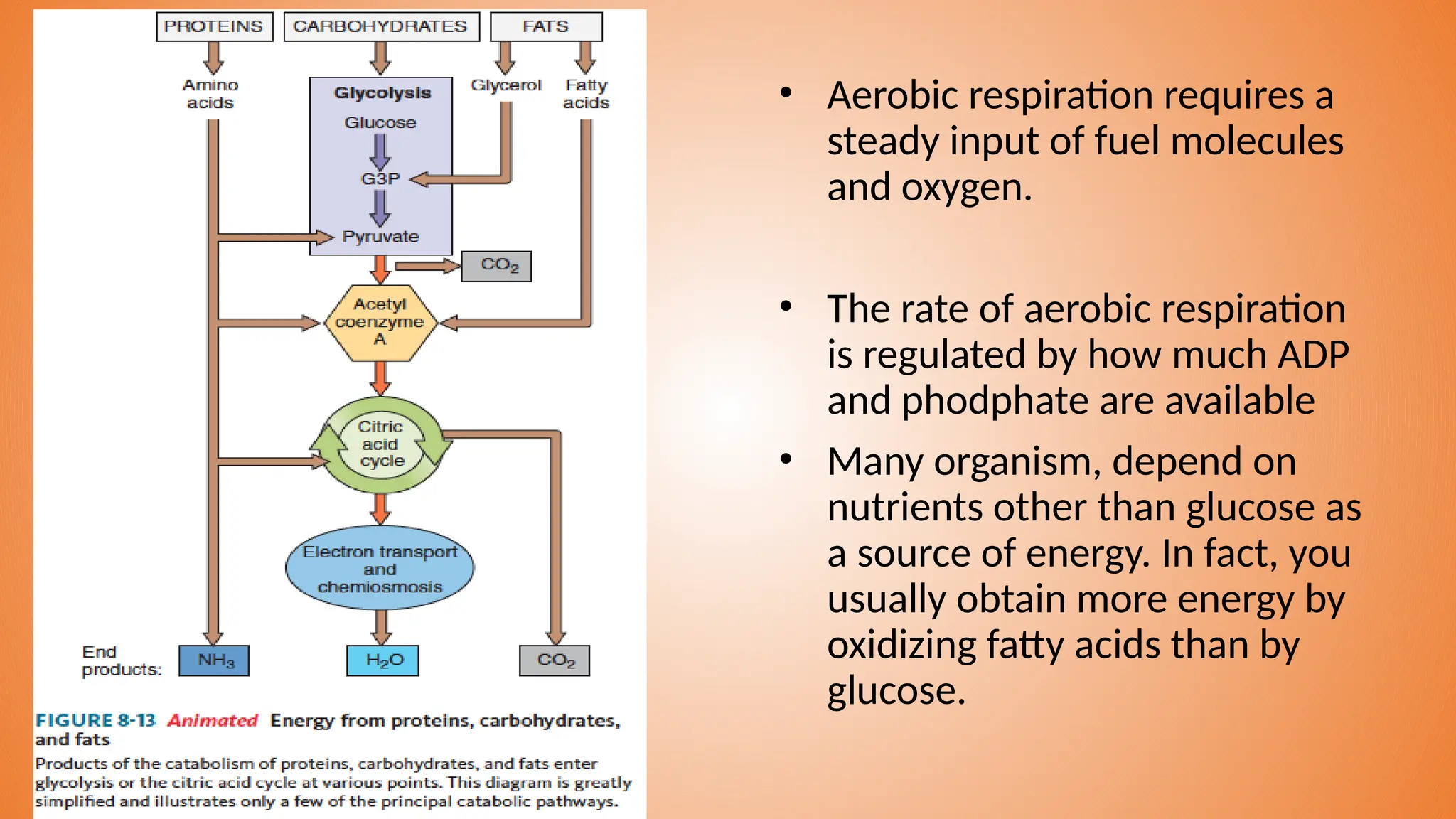Cellular respiration for High School, Biology | PPTX