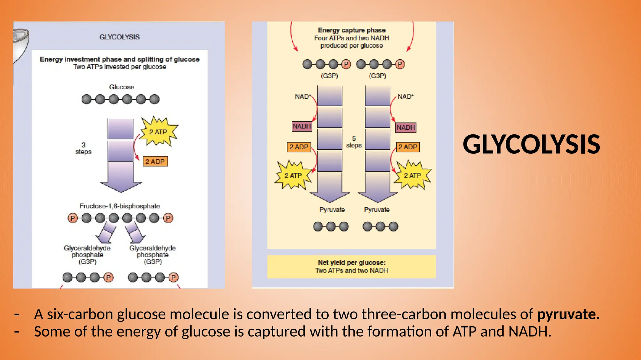 Cellular respiration for High School, Biology | PPTX