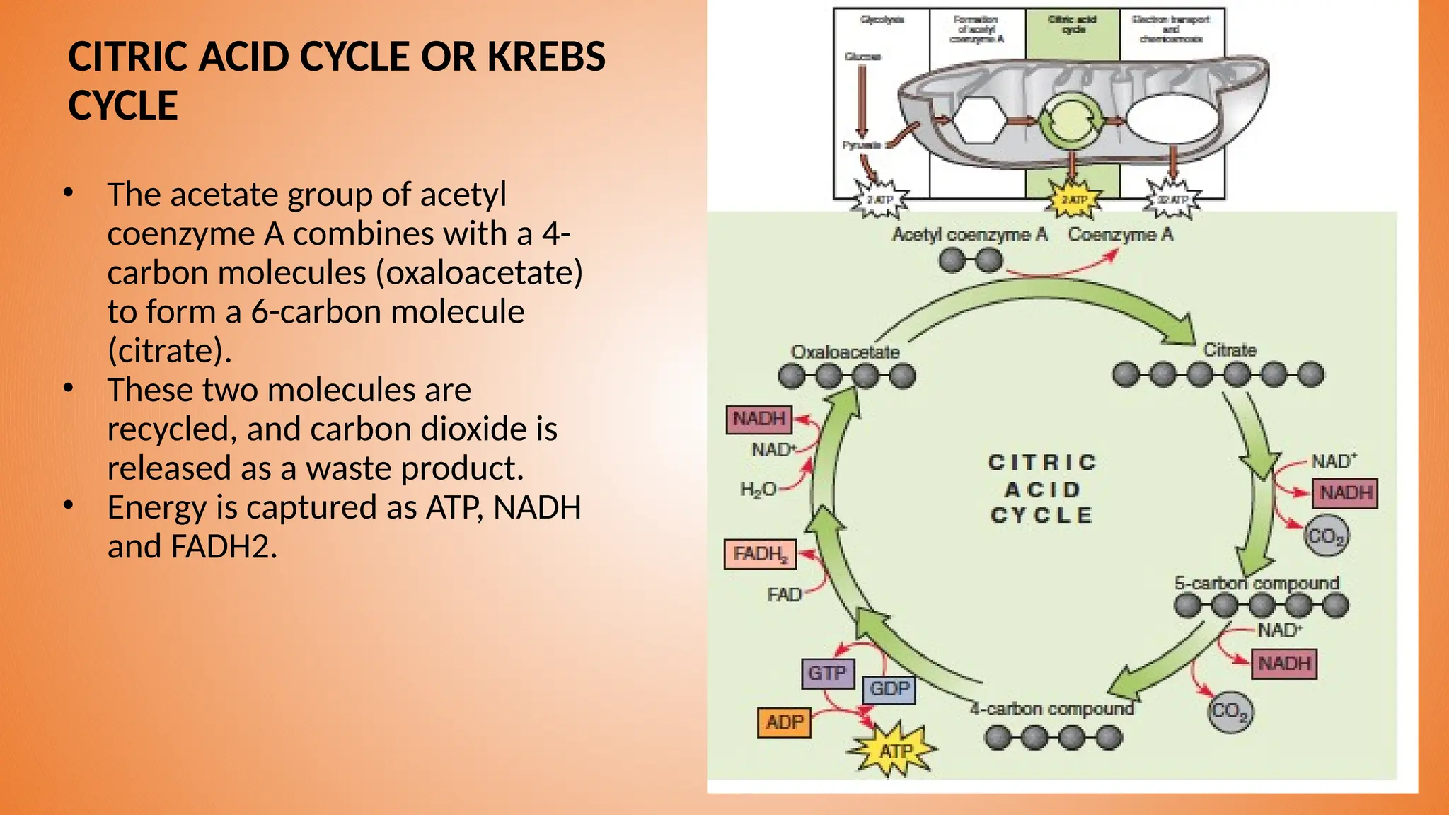 Cellular respiration for High School, Biology | PPTX