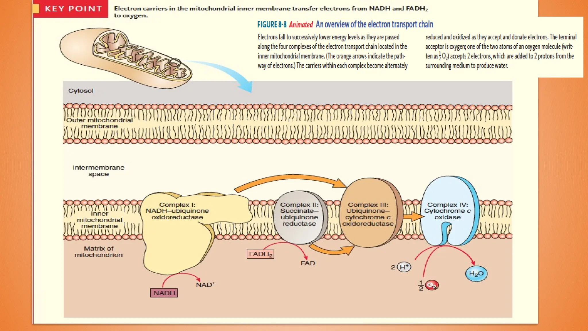 Cellular respiration for High School, Biology | PPTX