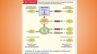 Cellular respiration for High School, Biology | PPTX