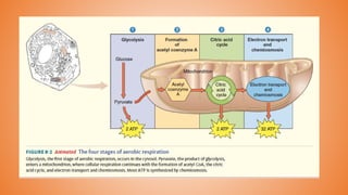 Cellular respiration for High School, Biology | PPTX