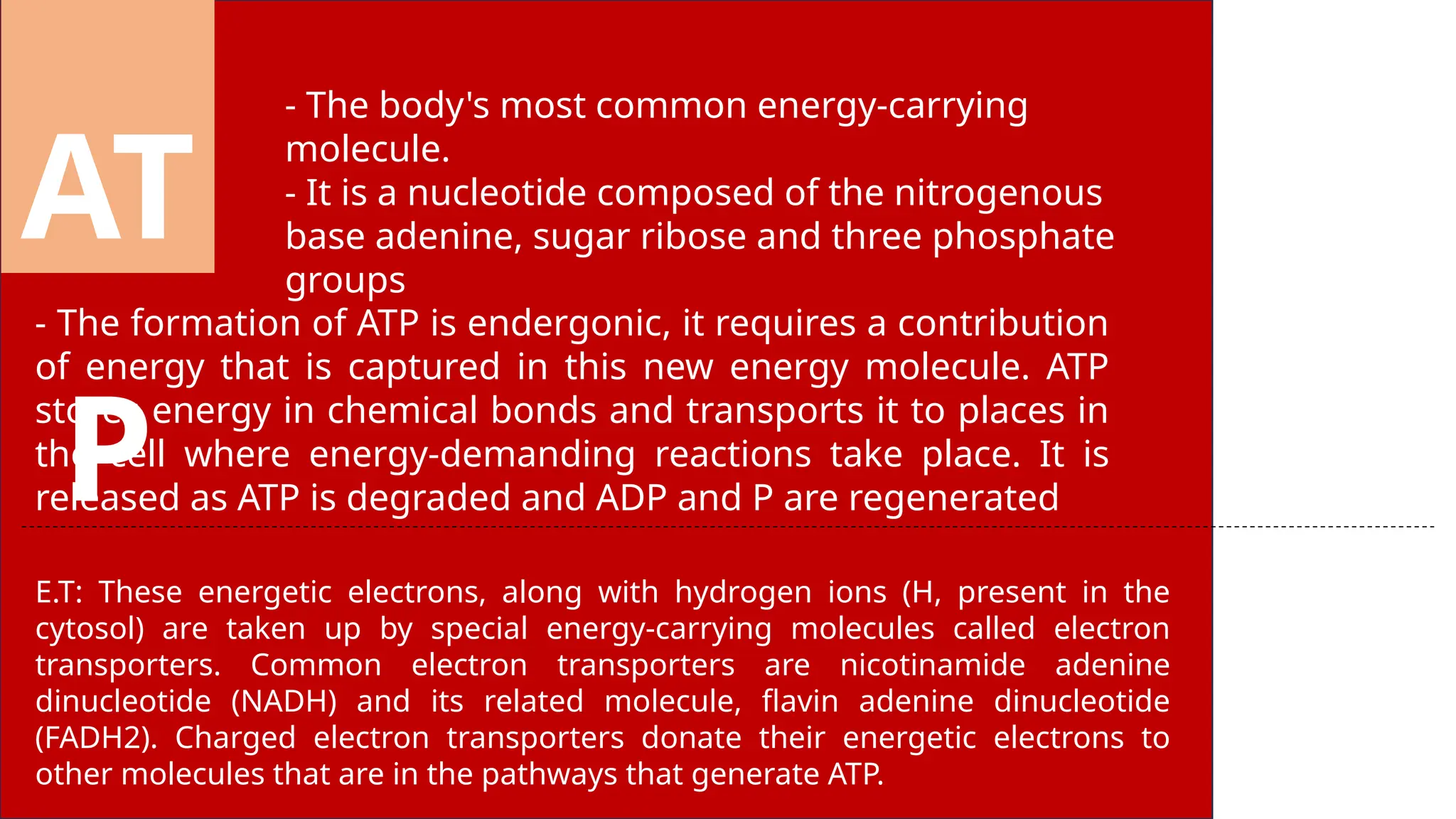 Cellular respiration introduction 10grade.pptx