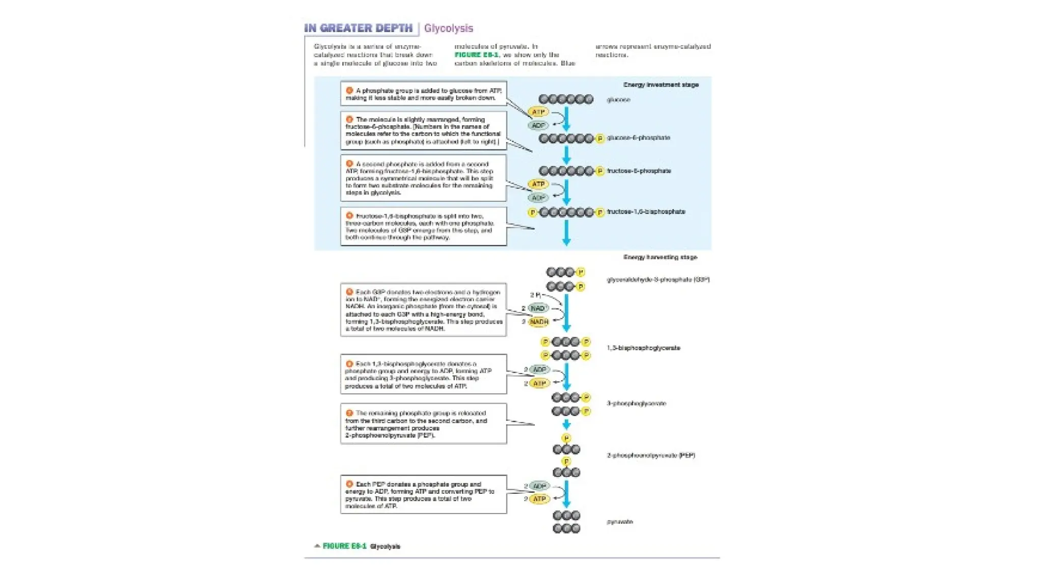 Cellular respiration introduction 10grade.pptx