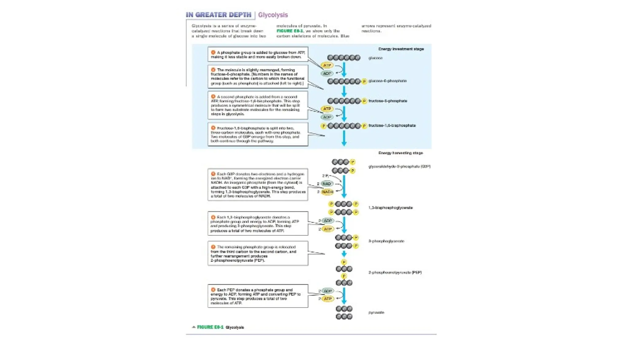 Cellular respiration introduction 10grade.pptx