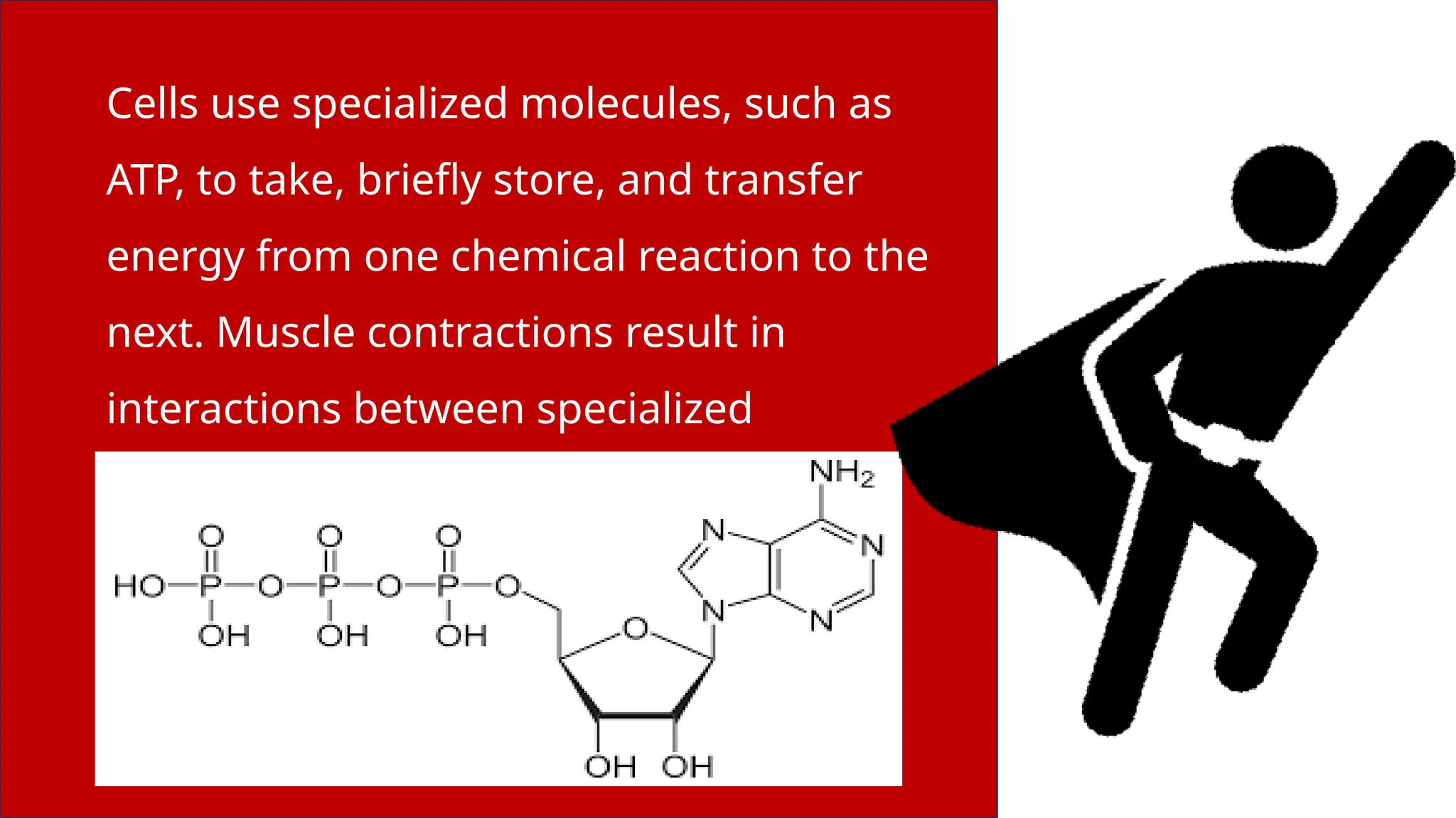 Cellular respiration introduction 10grade.pptx