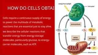 Cellular respiration introduction 10grade.pptx