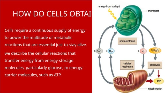 Cellular respiration introduction 10grade.pptx