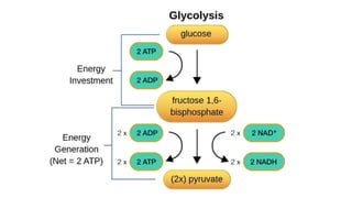 Cellular respiration introduction 10grade.pptx