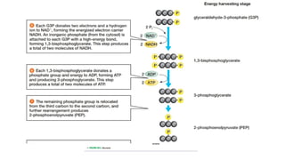Cellular respiration introduction 10grade.pptx