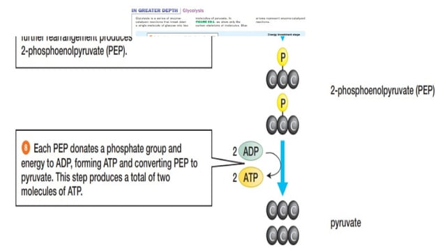 Cellular respiration introduction 10grade.pptx