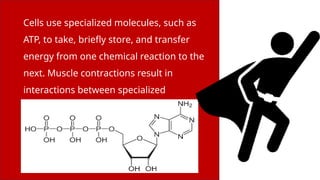 Cellular respiration introduction 10grade.pptx