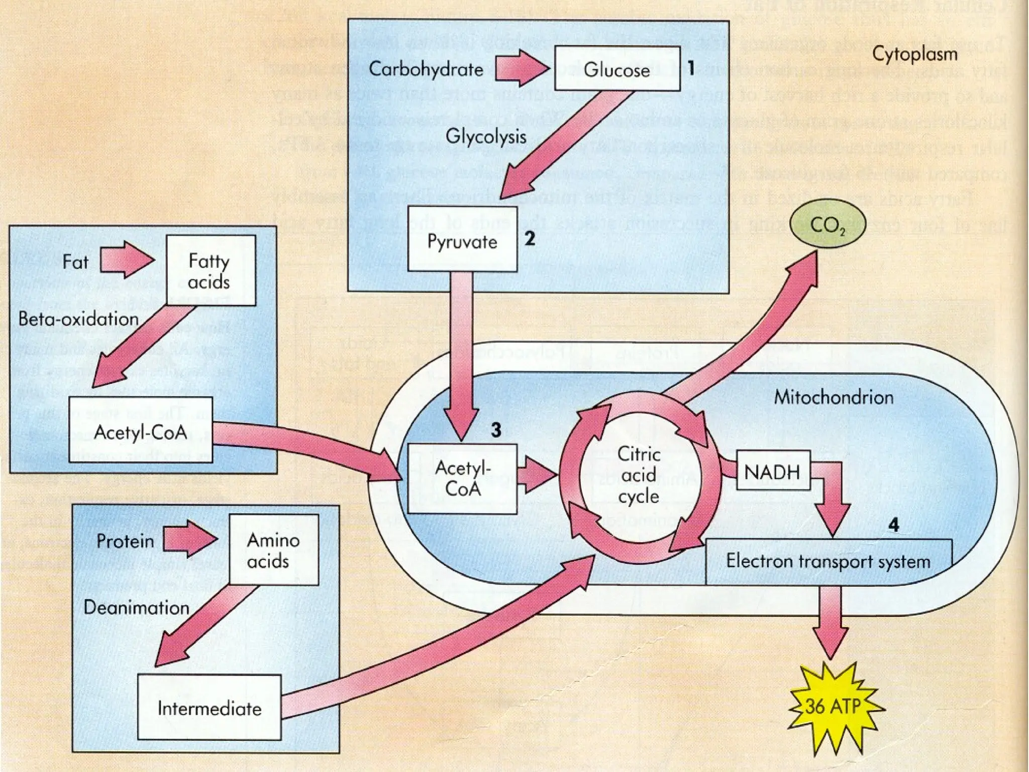Cellular respiration .ppt