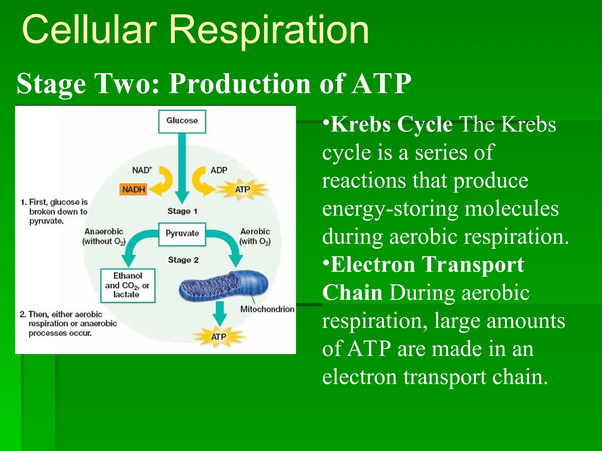 Cellular_Respiration: Glycolysis, Kreb Cycle, ETC | PPT