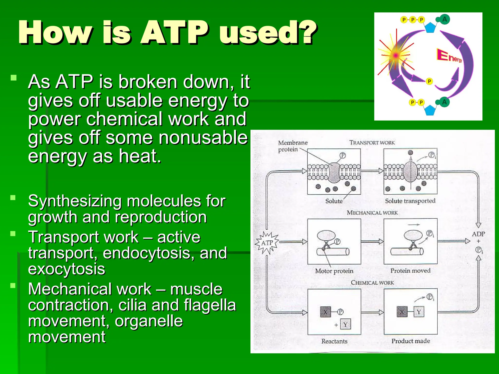 Cellular_Respiration: Glycolysis, Kreb Cycle, ETC | PPT
