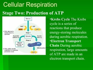 Cellular_Respiration: Glycolysis, Kreb Cycle, ETC | PPT