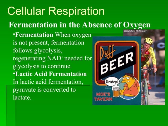 Cellular_Respiration: Glycolysis, Kreb Cycle, ETC | PPT