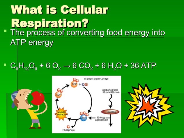 Cellular_Respiration: Glycolysis, Kreb Cycle, ETC | PPT
