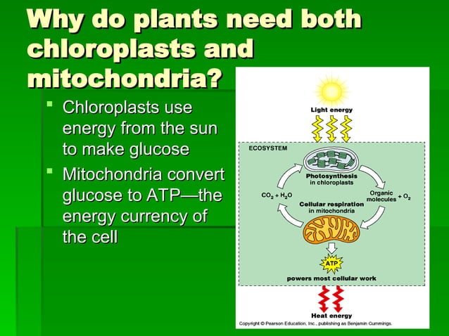 Cellular_Respiration: Glycolysis, Kreb Cycle, ETC | PPT