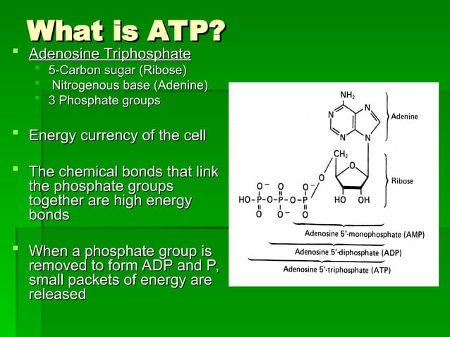 Cellular_Respiration: Glycolysis, Kreb Cycle, ETC | PPT