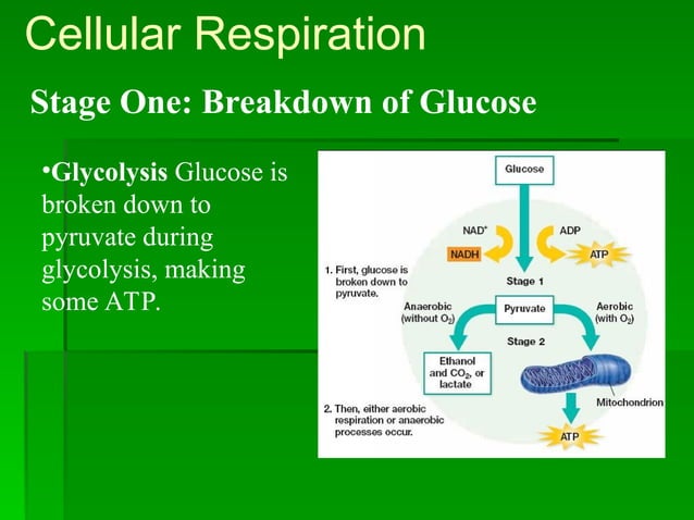 Cellular_Respiration: Glycolysis, Kreb Cycle, ETC | PPT