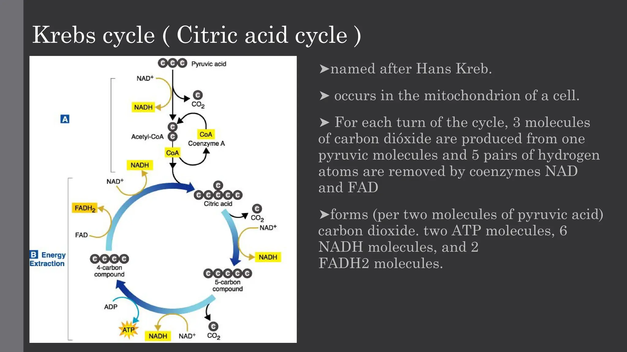 Cellular Respiration , it's types and stages of cellular respiration | PPTX