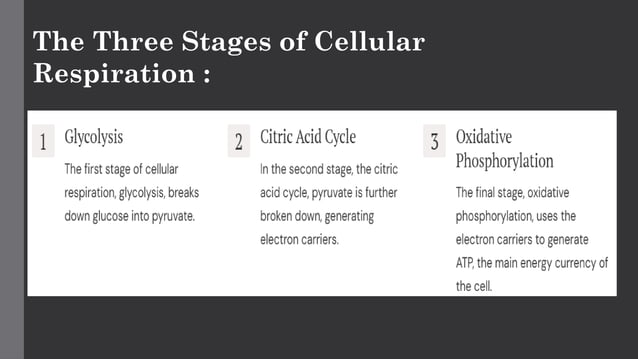 Cellular Respiration , it's types and stages of cellular respiration | PPT