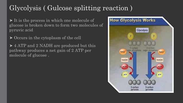 Cellular Respiration , it's types and stages of cellular respiration | PPT