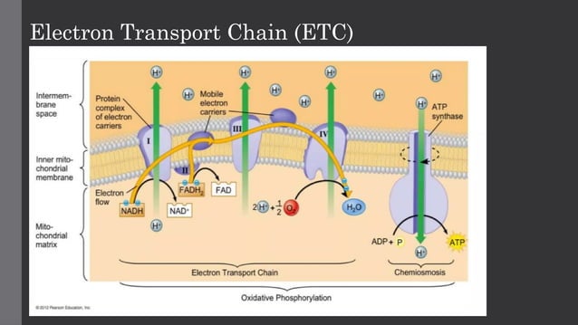 Cellular Respiration , it's types and stages of cellular respiration | PPT
