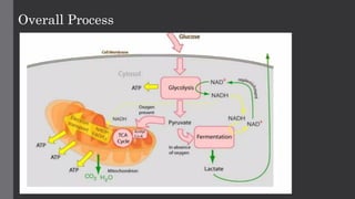 Cellular Respiration types stages of cellular respiration | PPTX