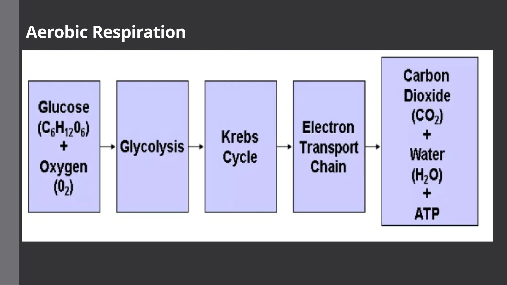 Cellular Respiration types and stages of cellular respiration | PPTX