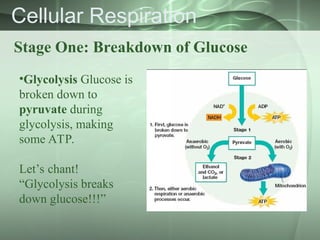 Cellular_Respiration.ppt................. | PPT