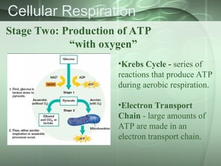 Cellular_Respiration.ppt................. | PPT