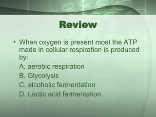 Cellular_Respiration.ppt................. | PPT